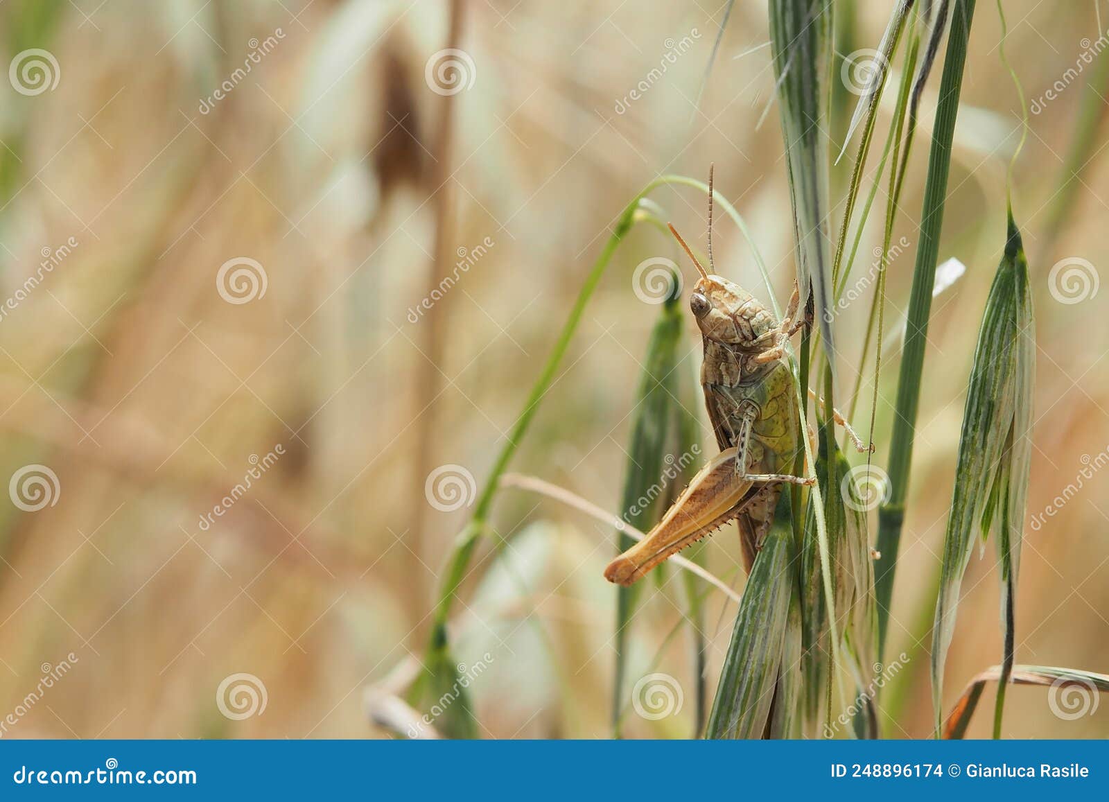 Grasshopper Hidden in the Grass Stock Photo - Image of species, fauna ...