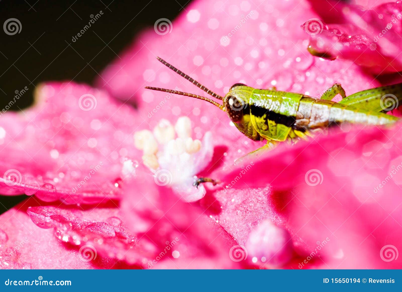 Grasshopper Hide between Pink Flowers Stock Photo - Image of botany ...