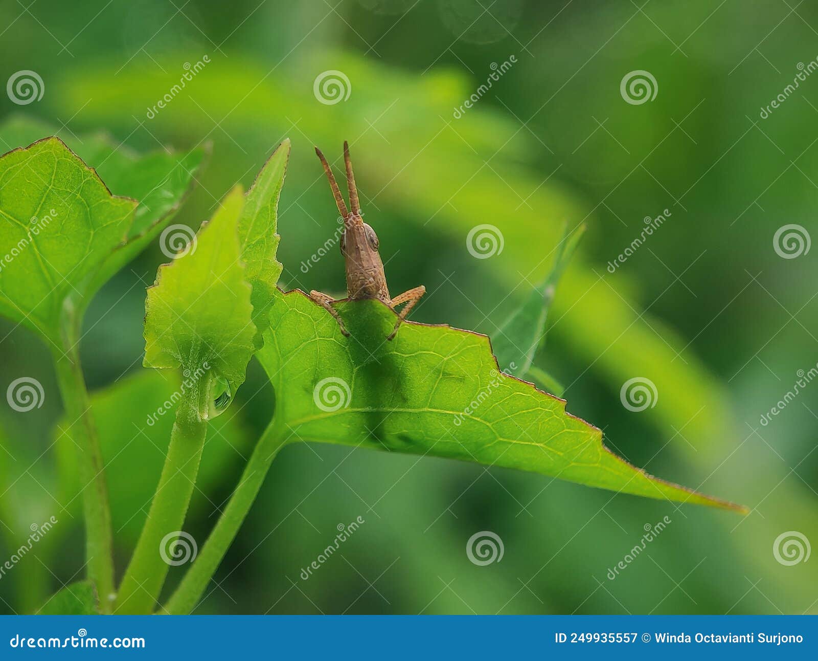 Grasshopper Hide In Grass. Fauna, Flora, Animals, Macro, Insects, Large ...