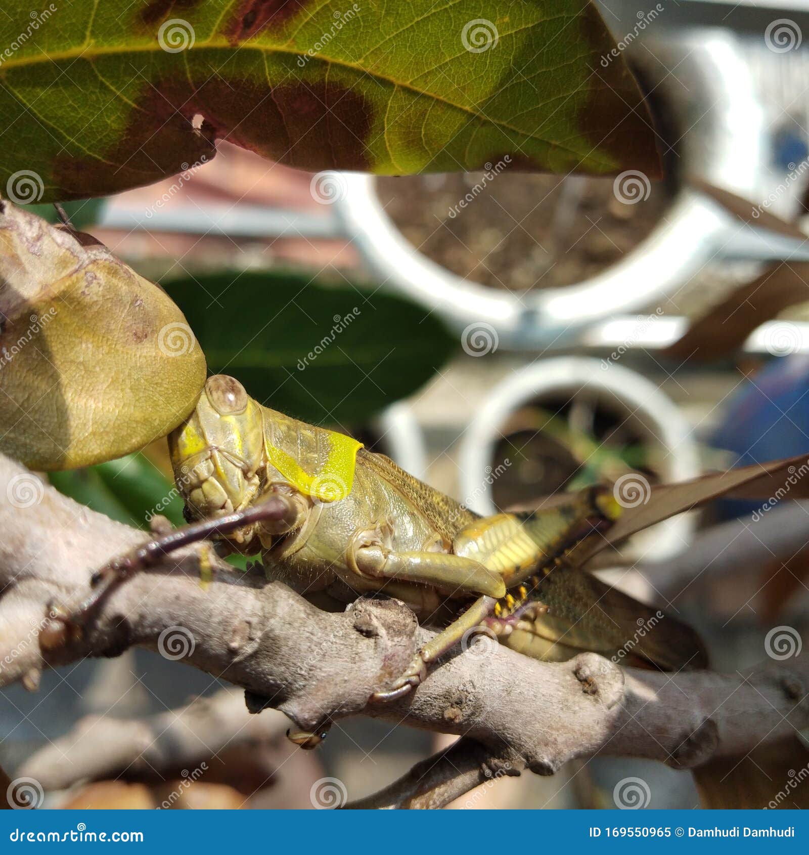 Grasshopper Hide In Grass. Fauna, Flora, Animals, Macro, Insects, Large ...
