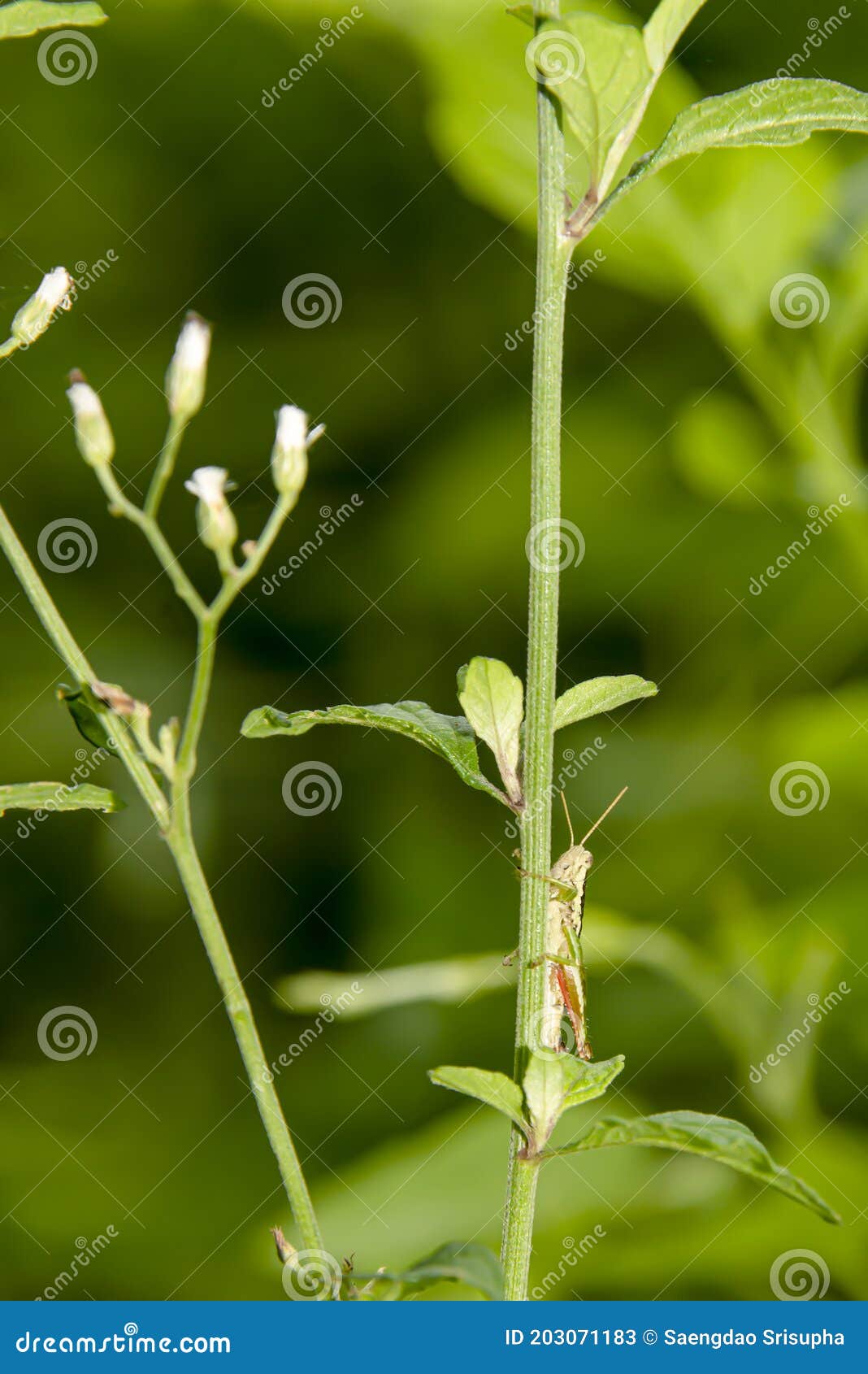 Grasshopper Hide In Grass. Fauna, Flora, Animals, Macro, Insects, Large ...