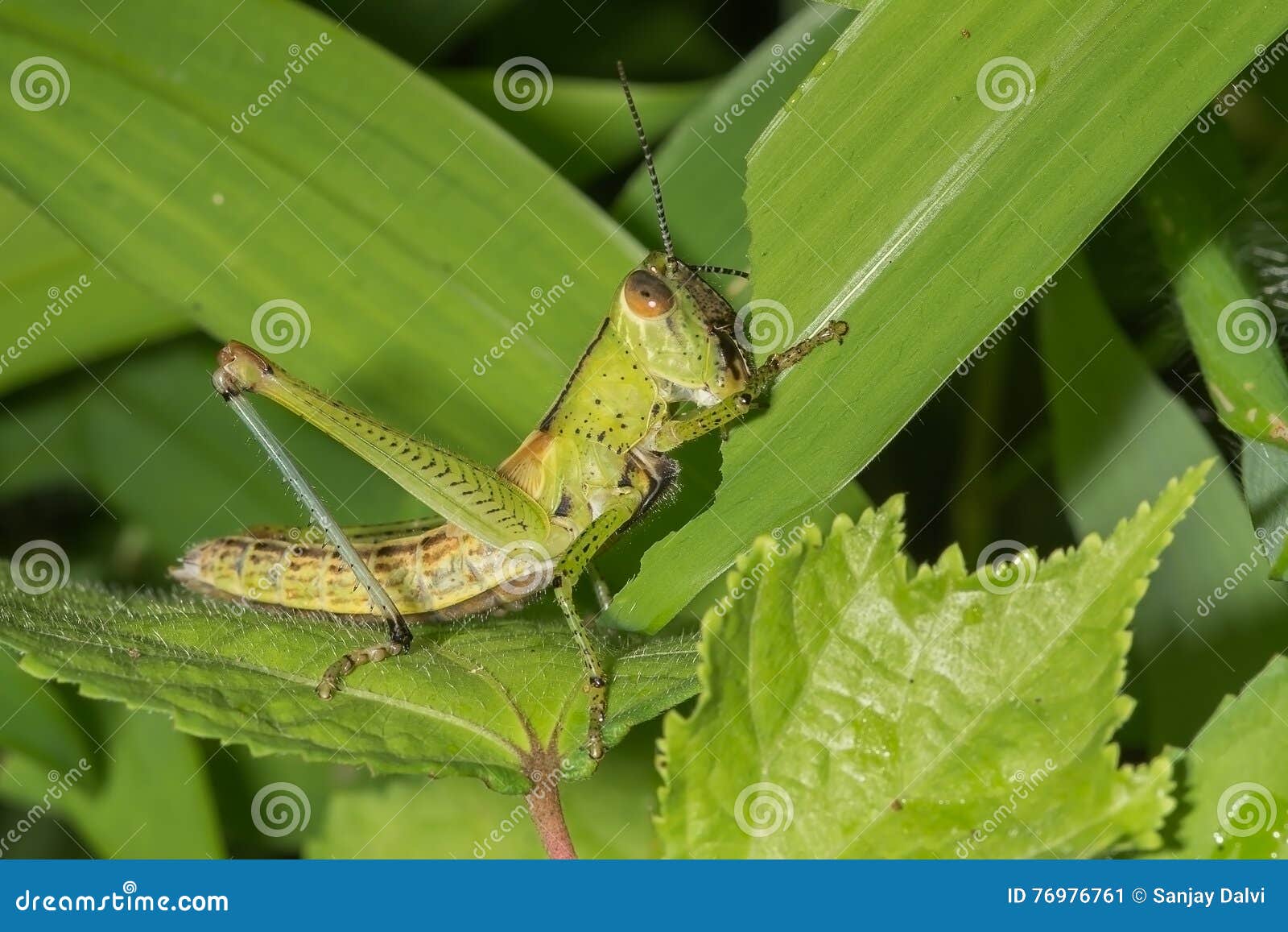 Grasshopper from India stock image. Image of green, closeup - 76976761