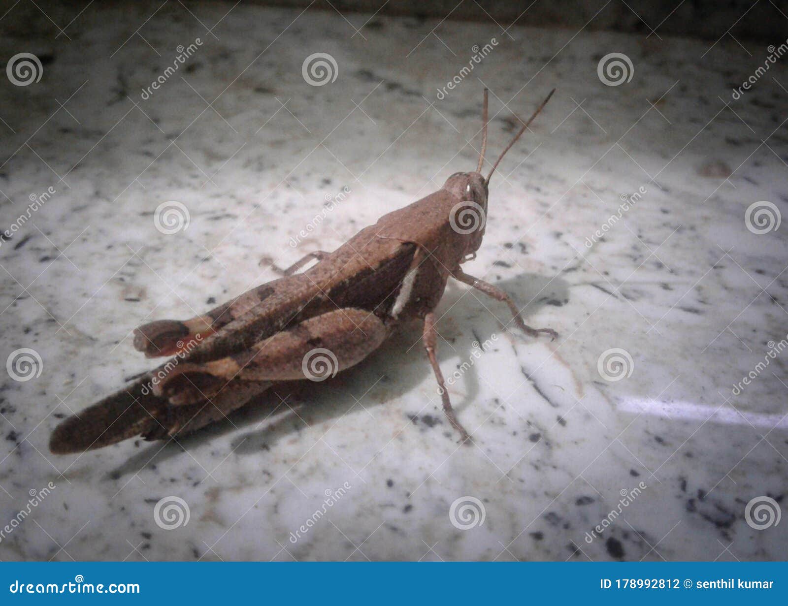 Grasshopper indian insect stock photo. Image of pollsn - 178992812