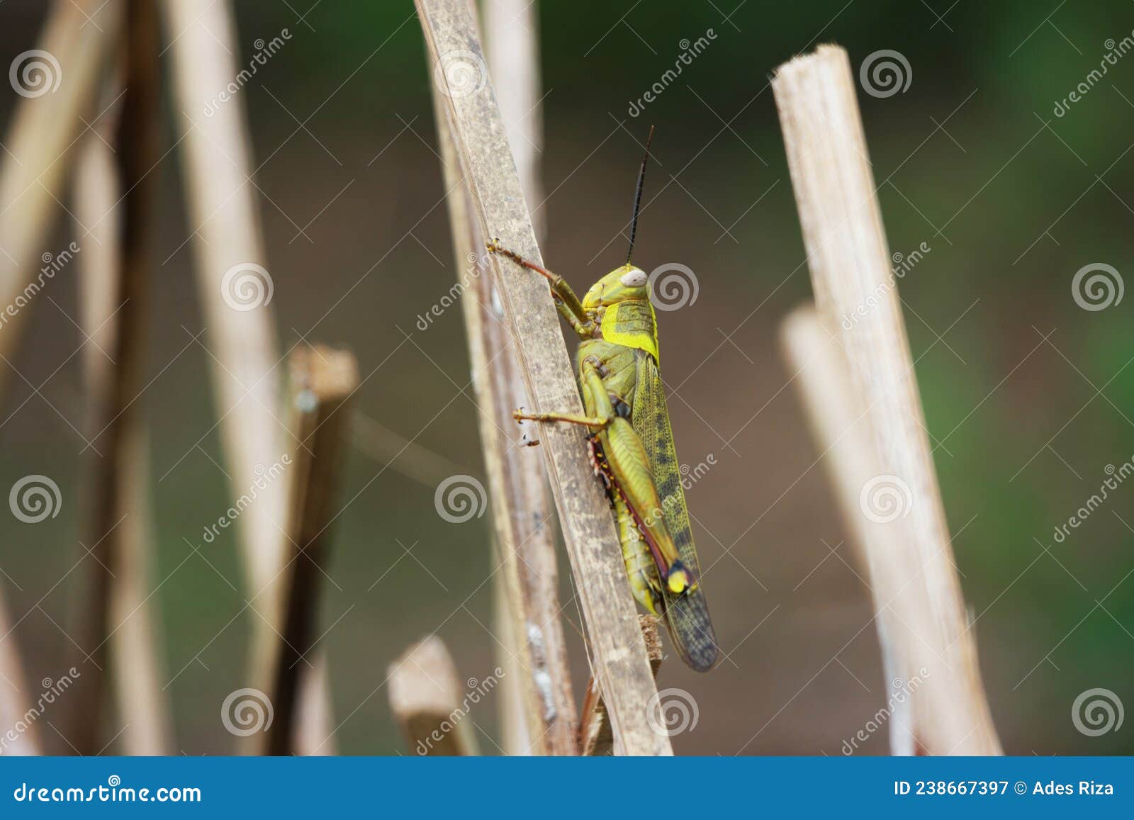 Grasshopper - Insect - Belalang Stock Image - Image of caelifera ...