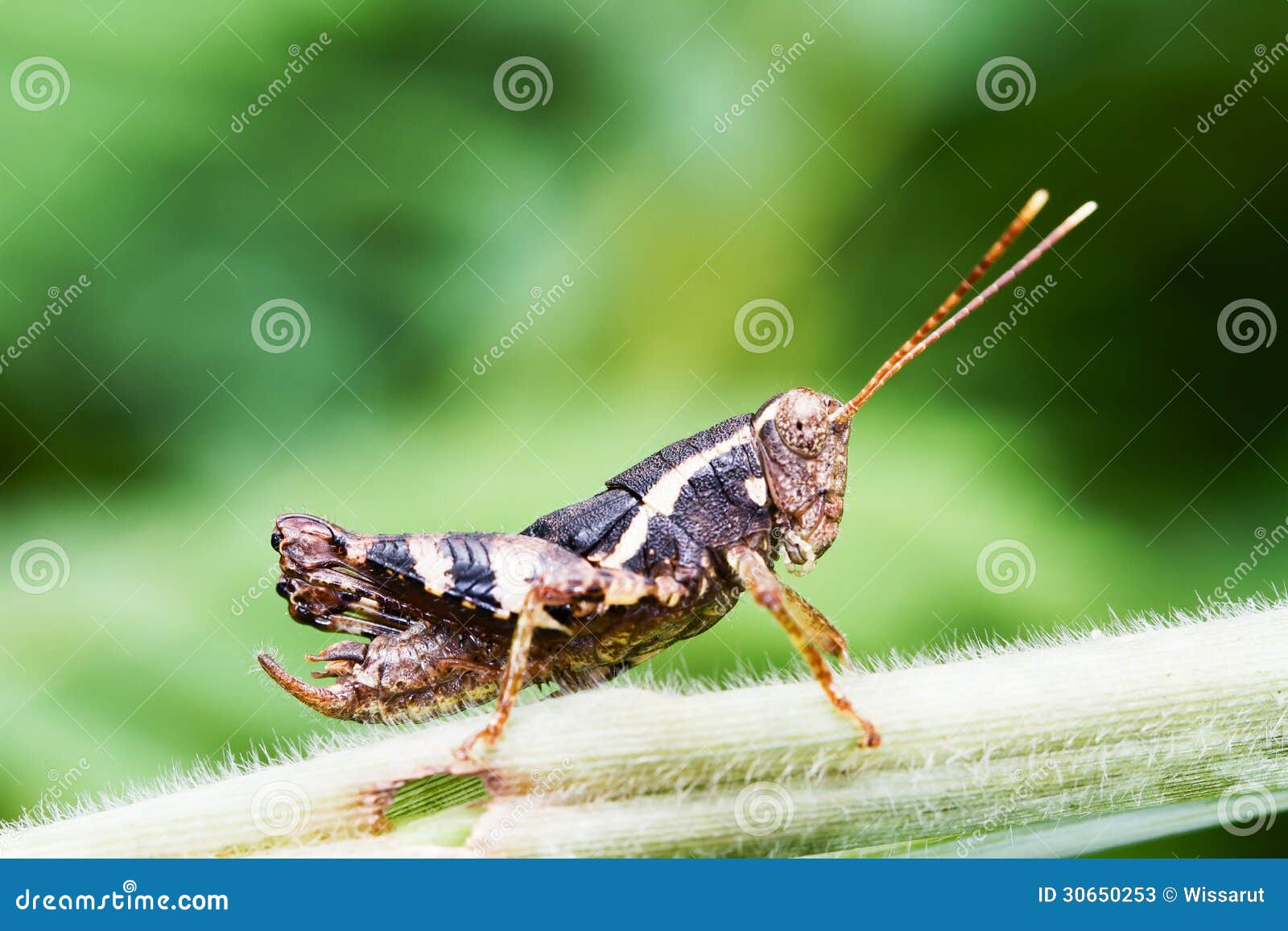 Grasshopper insect stock image. Image of grasshopper - 30650253