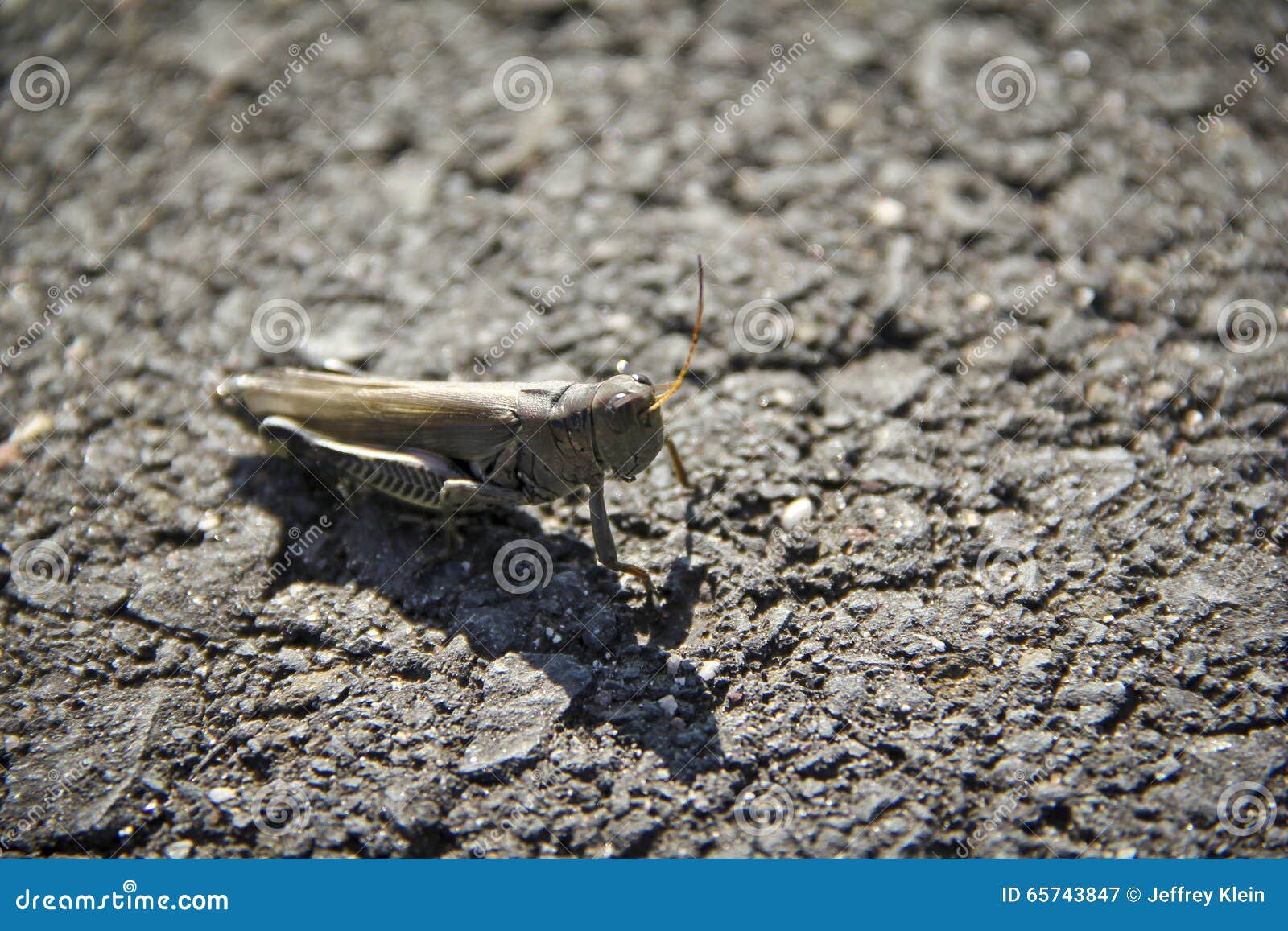 Grasshopper Insect on Pavement Road Stock Image - Image of pavement ...