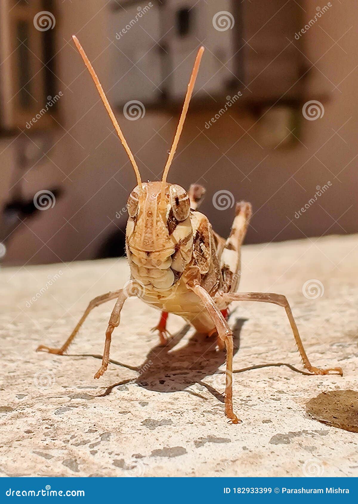 Grasshopper Staring at Lense Stock Image - Image of staring, insect ...