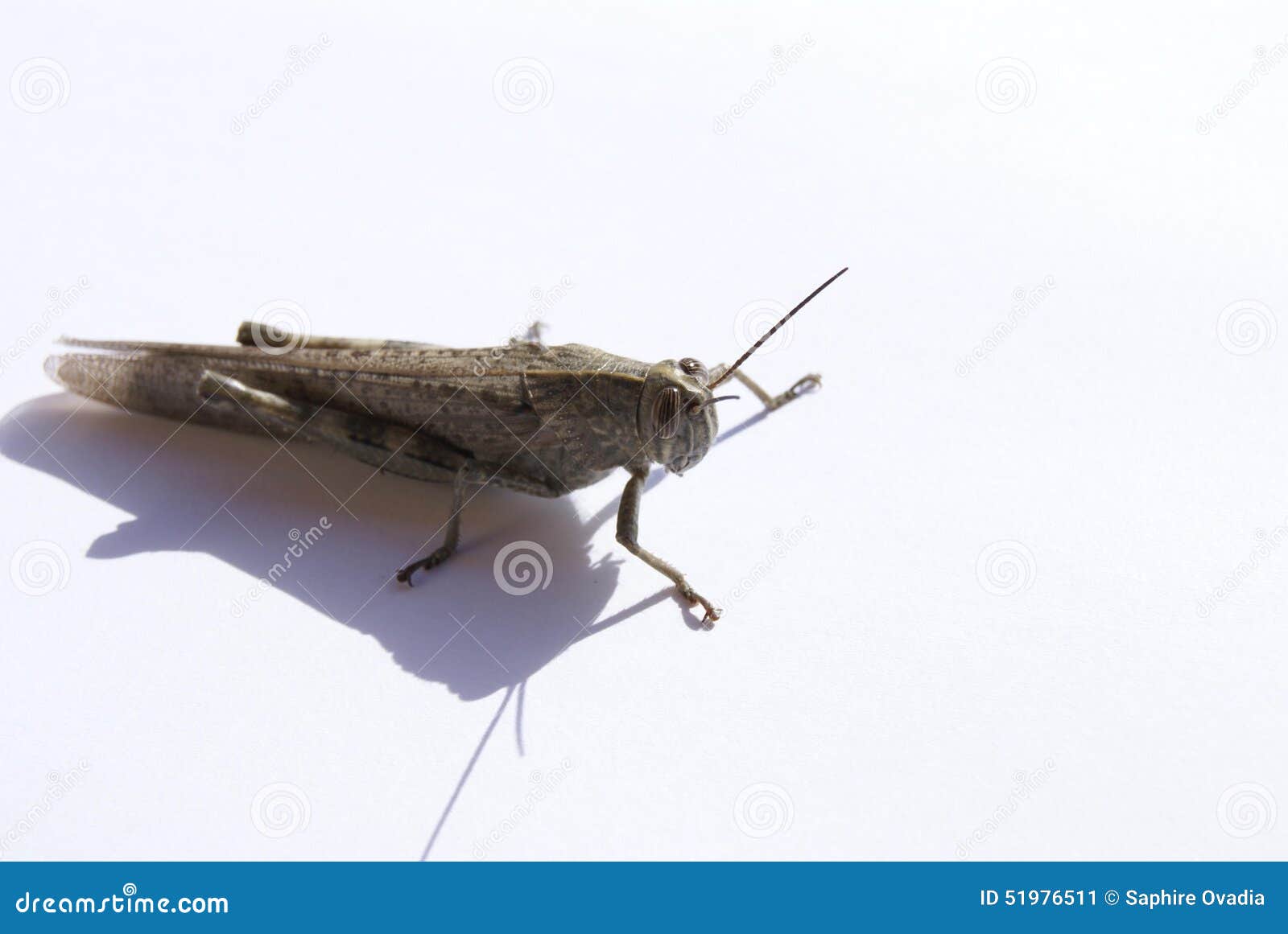 Grasshopper stock image. Image of order, wings, nature - 51976511
