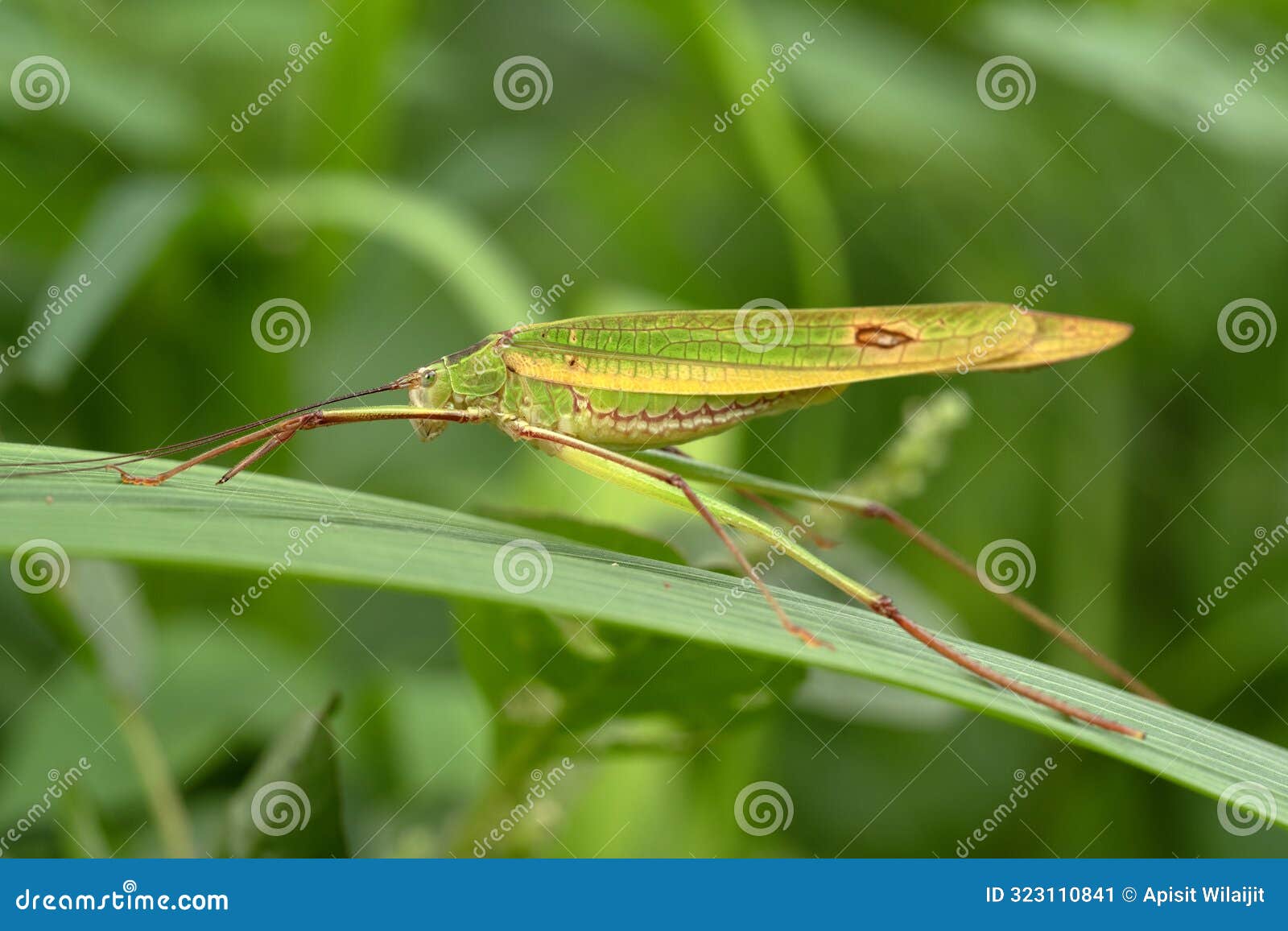 The Grasshopper Insect in Thailand and Southeast-Asia Stock Image ...