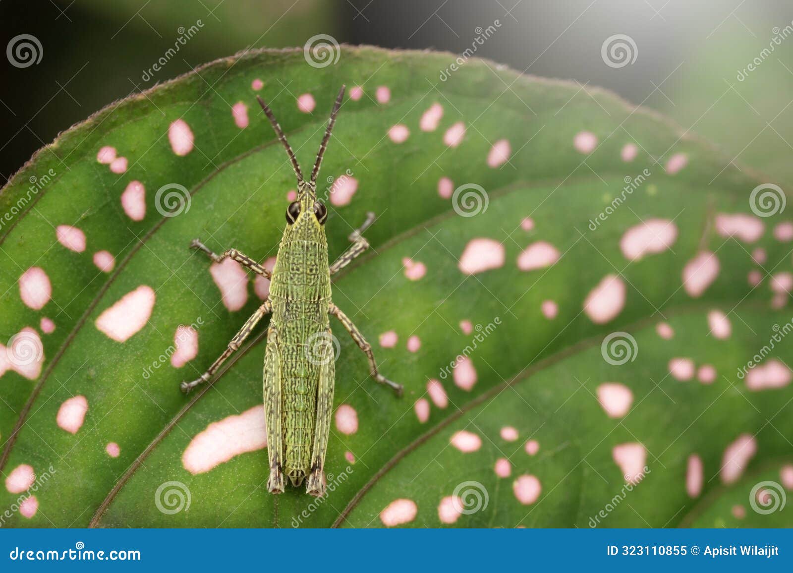 The Grasshopper Insect in Thailand and Southeast-Asia Stock Image ...