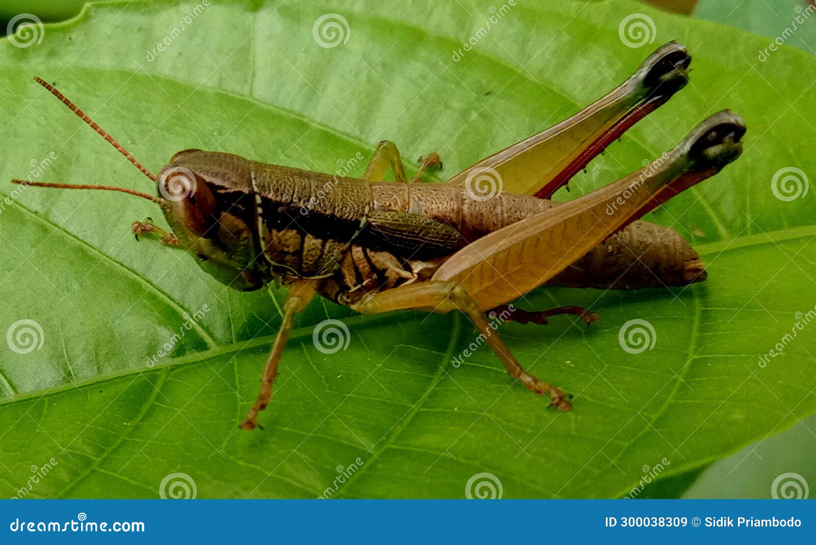 Grasshopper Insects and Type of Insect Stock Image - Image of feet ...