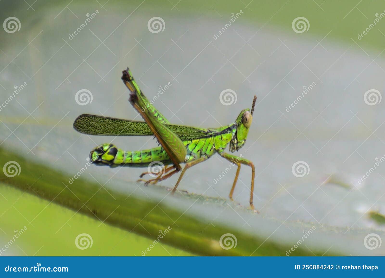 GrasshopperInsects - GrasshopperInsects Royalty-Free Stock Photography ...