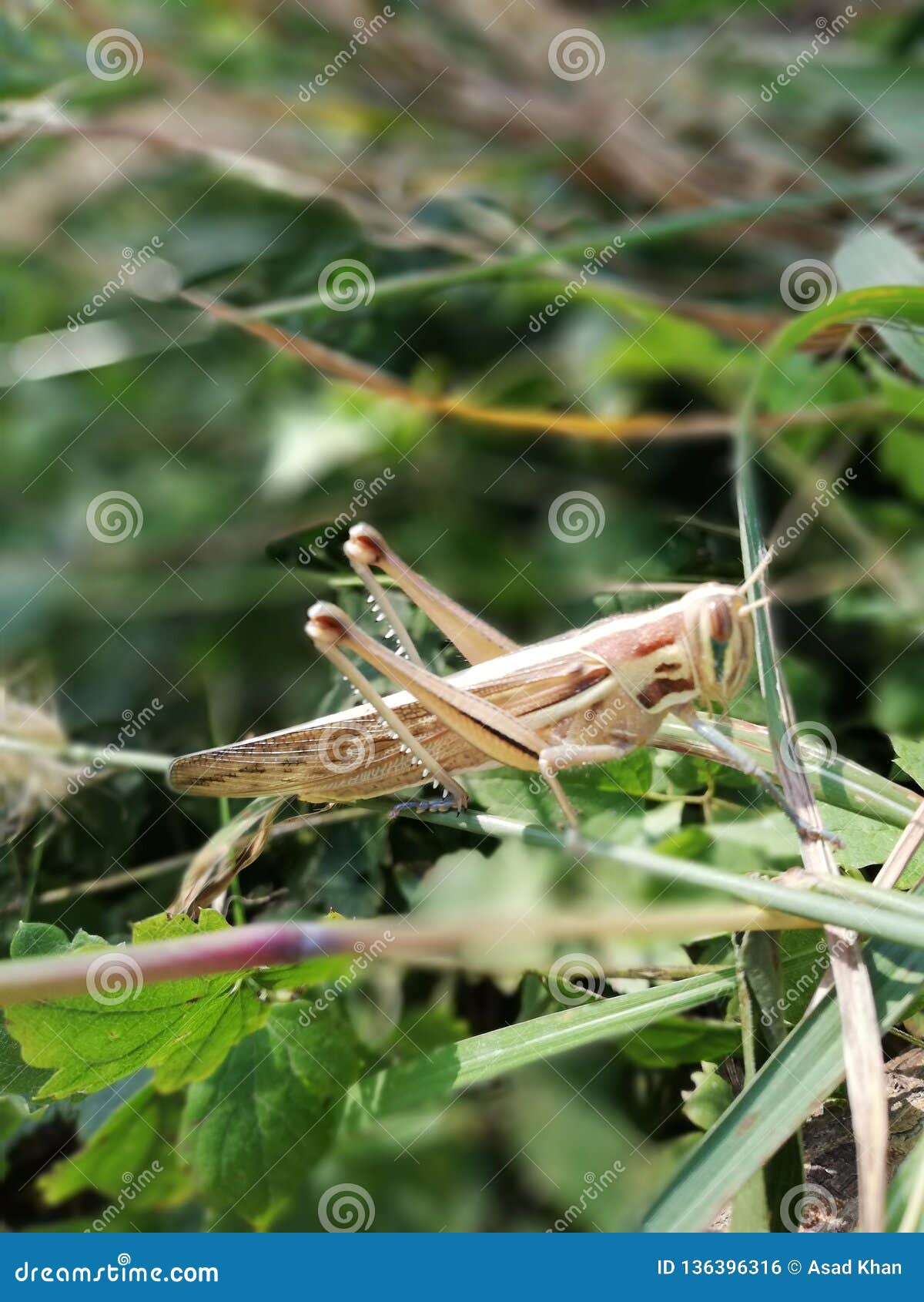 Grasshopper stock photo. Image of zoom, closeup, grasshopper - 136396316