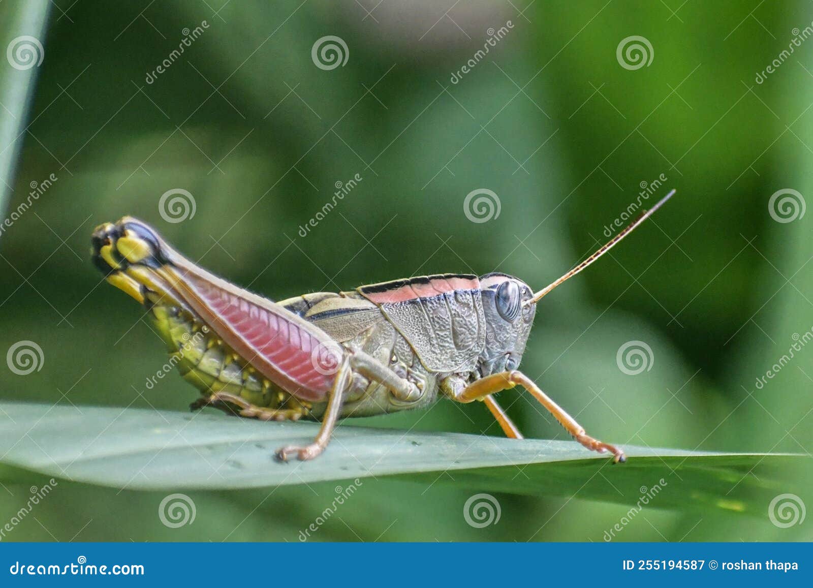 GrasshopperInsects - GrasshopperInsects Royalty-Free Stock Photography ...