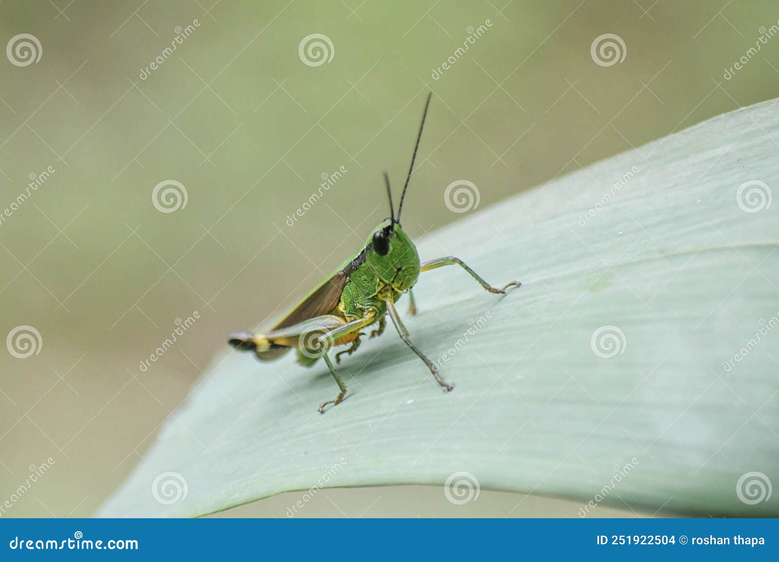 GrasshopperInsects- Insecta Stock Photo - Image of herbivorous, insects ...
