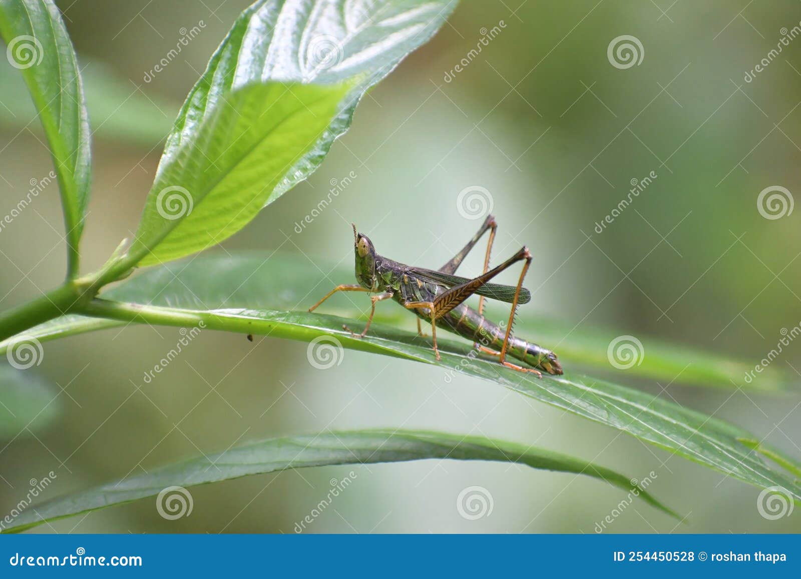 GrasshopperInsects- Insecta Stock Photo - Image of belonging, suborder ...