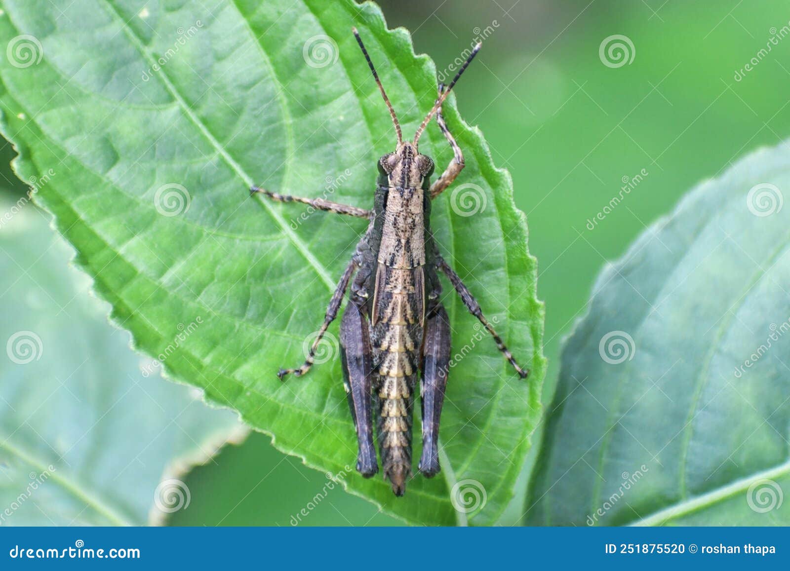 GrasshopperInsects- Suborder Caelifera Stock Photo - Image of caelifera ...