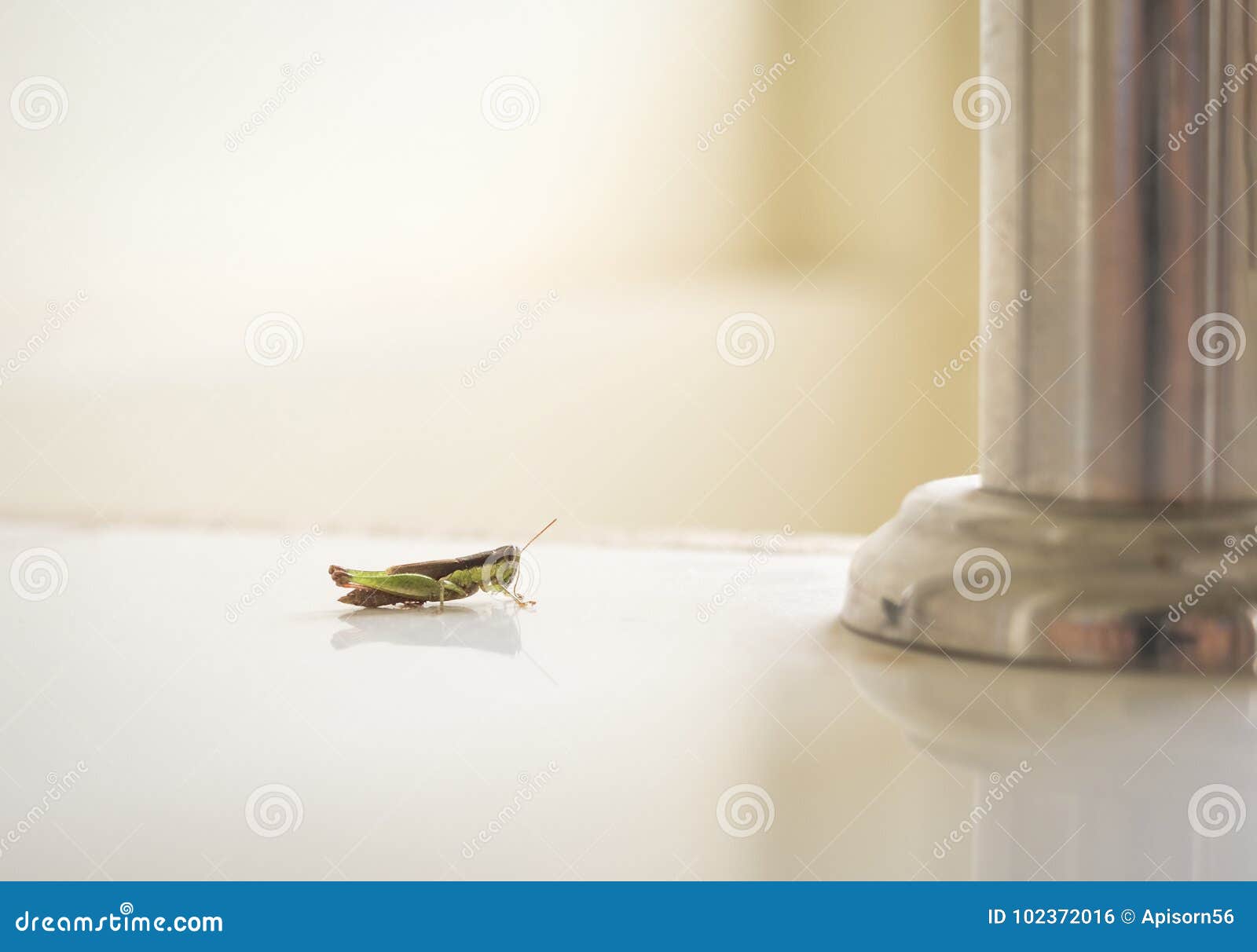 Grasshopper Inside The House. Comparison Between Small Insect And Metal ...