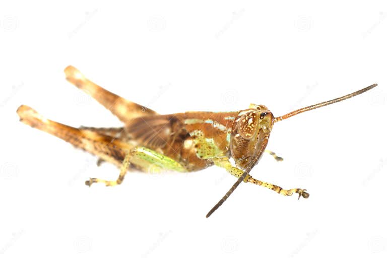 Grasshopper isolated stock photo. Image of feelers, biology - 16616716