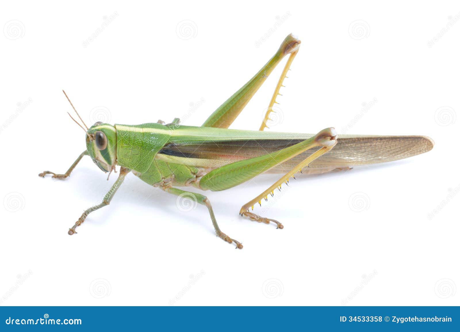 Grasshopper. stock photo. Image of insect, biter, black - 34533358