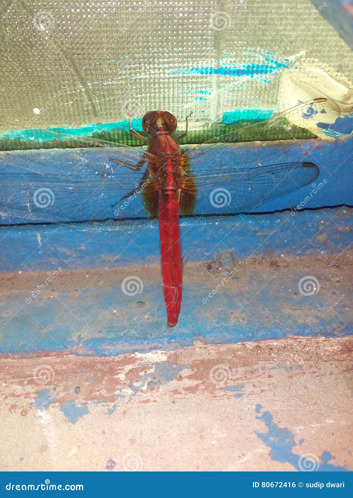 Grasshopper stock photo. Image of grasshopper, colour - 80672416