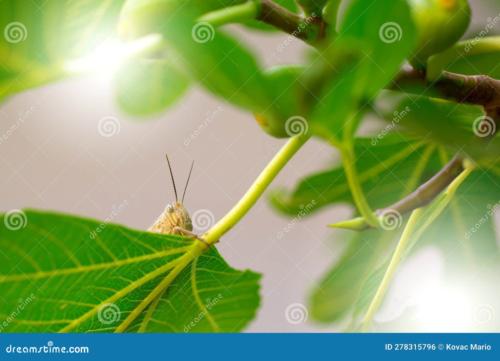 Grasshopper Jump Close Up, Insect Macro Stock Photo - Image of grass ...