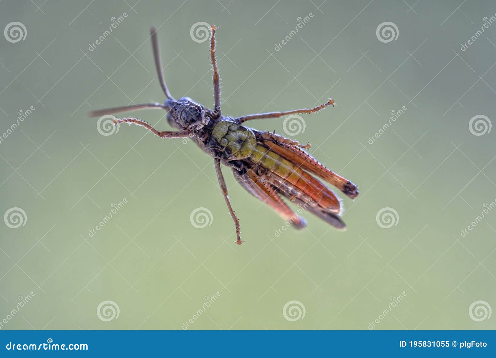 A Grasshopper Jumping Over the Photographer Isolated on Green Stock ...