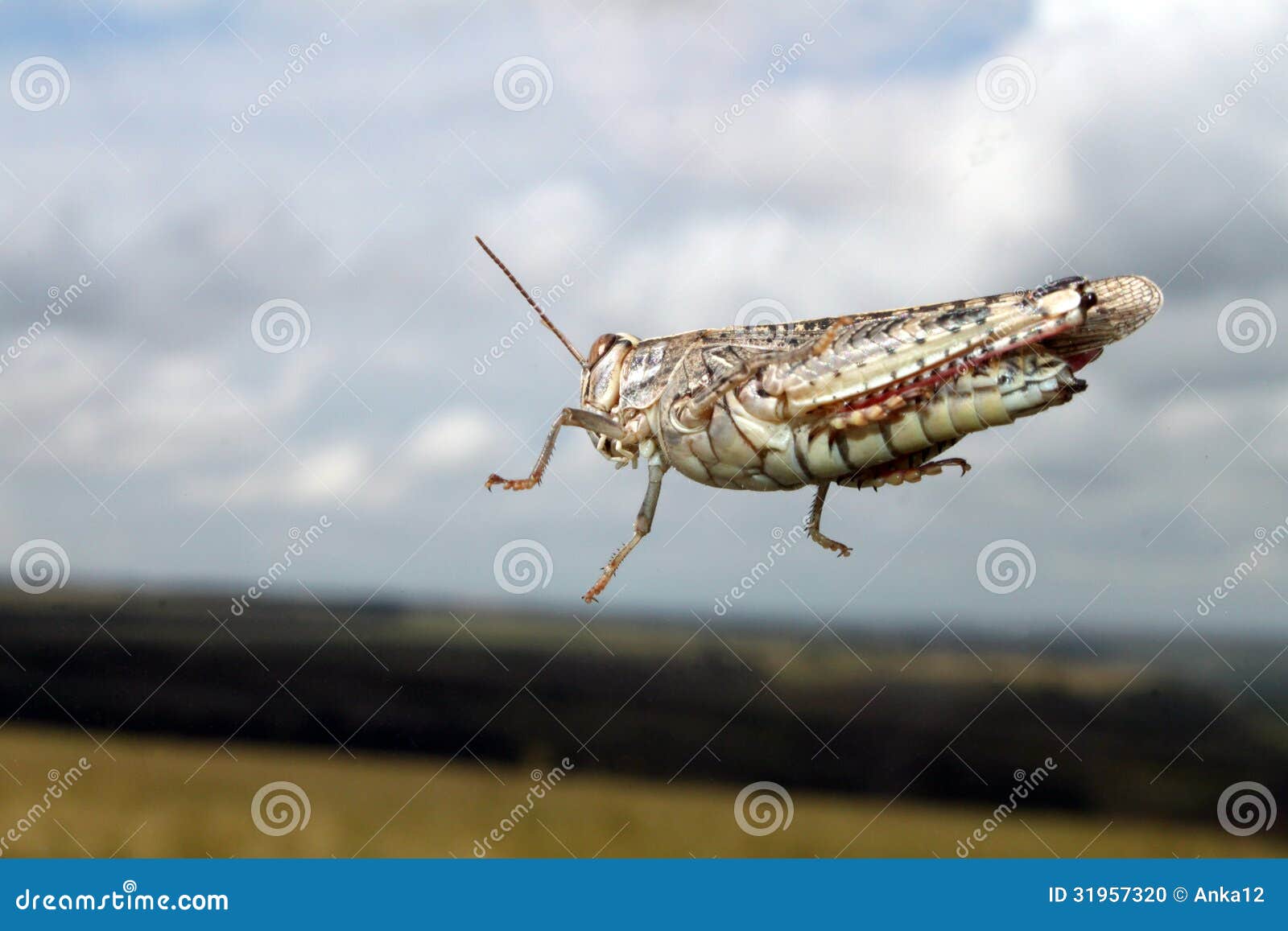 Grasshopper stock photo. Image of chirr, grasshopper - 31957320