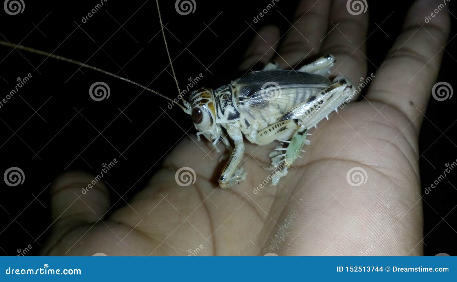 Grasshopper stock photo. Image of amazing, real, beautiful - 152513744