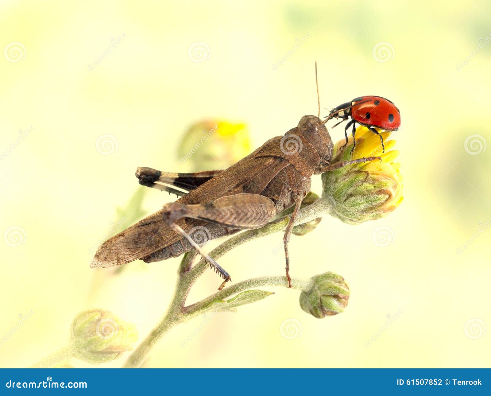 Grasshopper and Ladybug Together on a Yellow Flower Stock Photo - Image ...