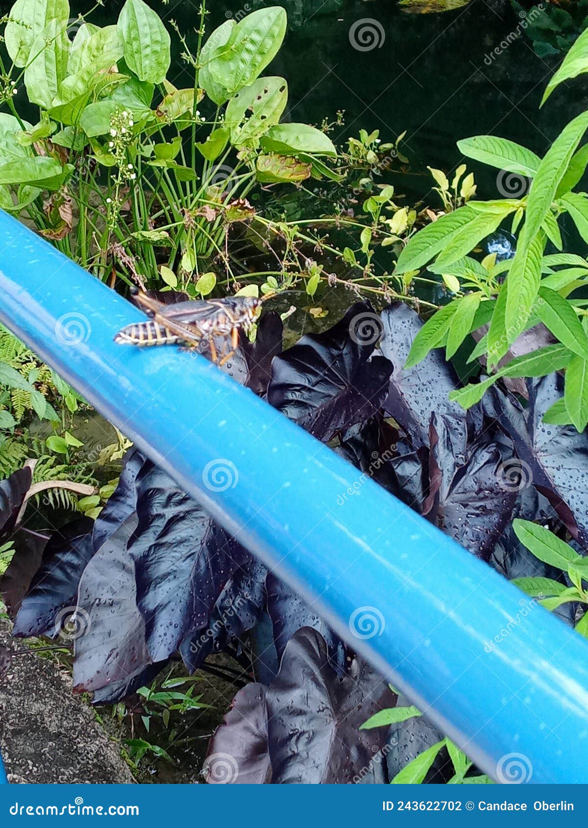 Grasshopper lake leaves stock photo. Image of branch - 243622702