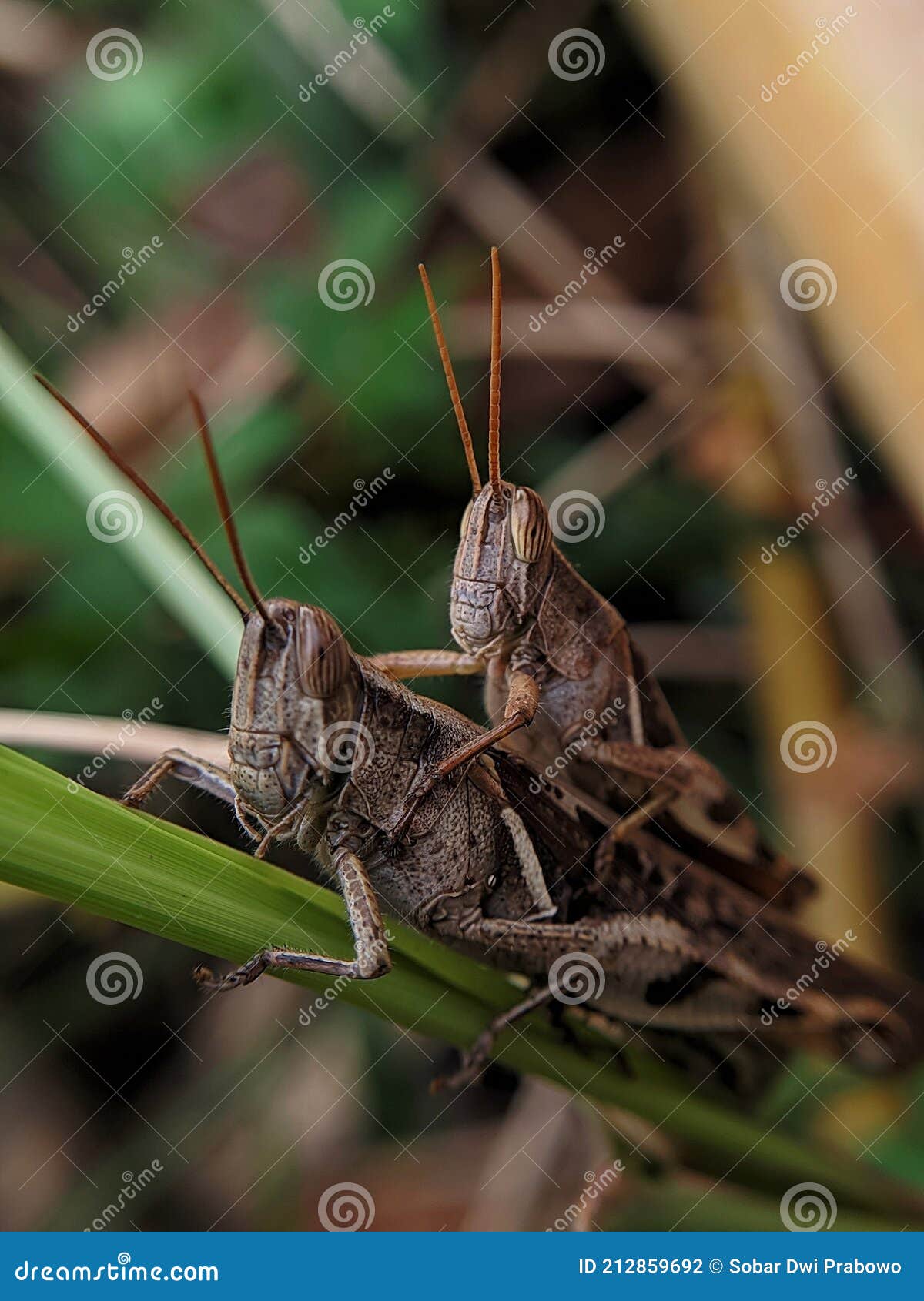 Grasshopper on a leaf stock photo. Image of insect, wildlife - 212859692