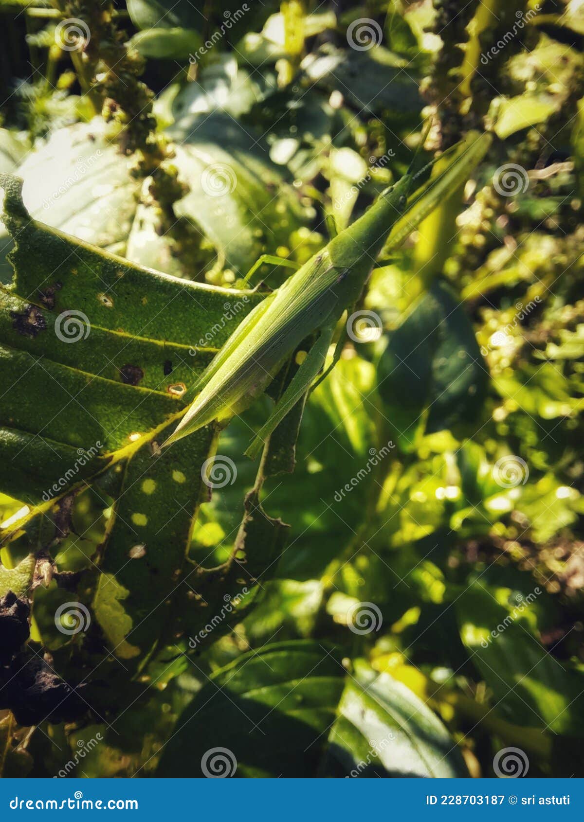 A Grasshopper on a Leaf Eating Lunch Stock Image - Image of eating ...