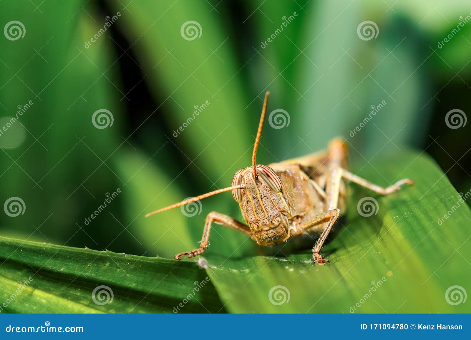 Grasshopper on a Leaf. Green Leaf Eating Insects Stock Photo - Image of ...