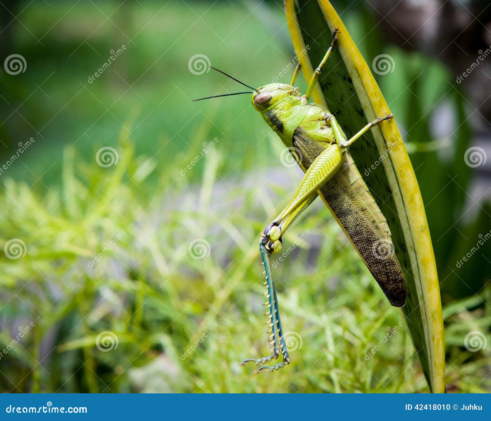 Grasshopper on a leaf stock photo. Image of detail, fauna - 42418010