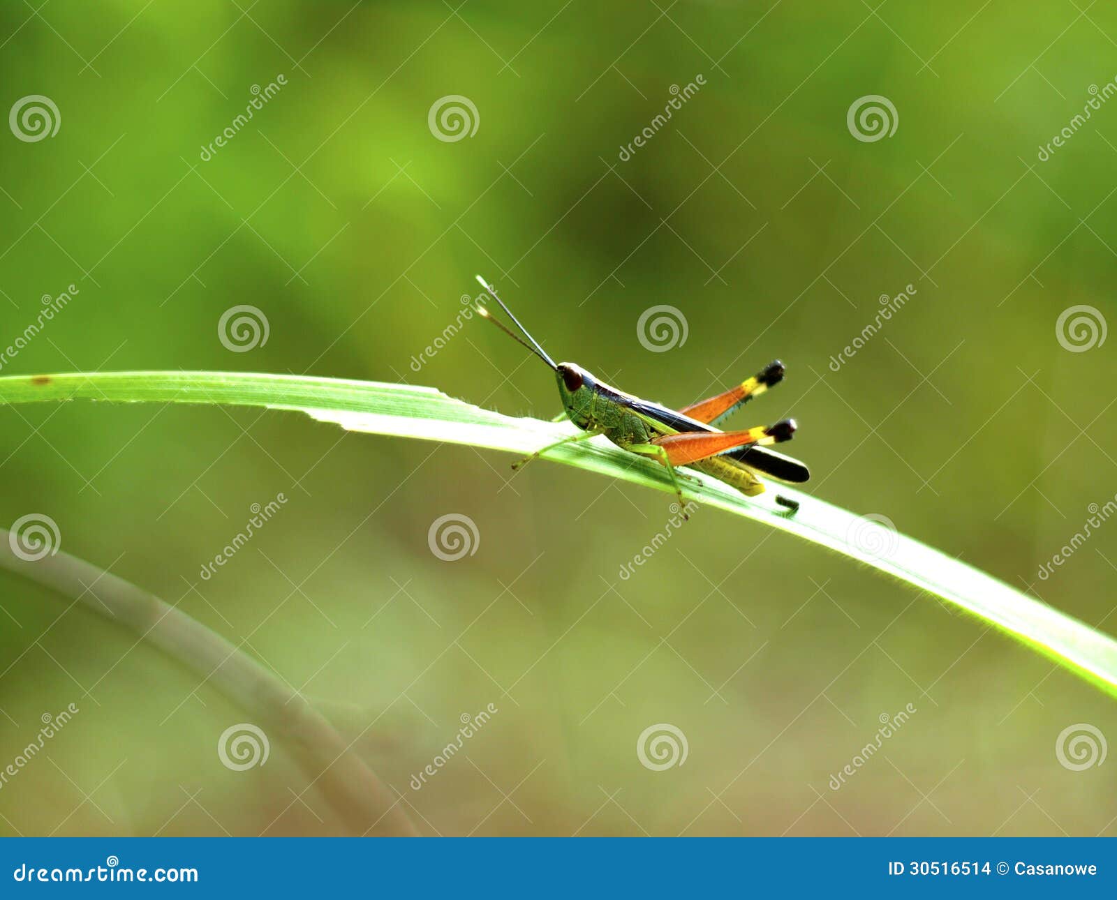 GRASSHOPPER stock photo. Image of moving, animal, meadow - 30516514