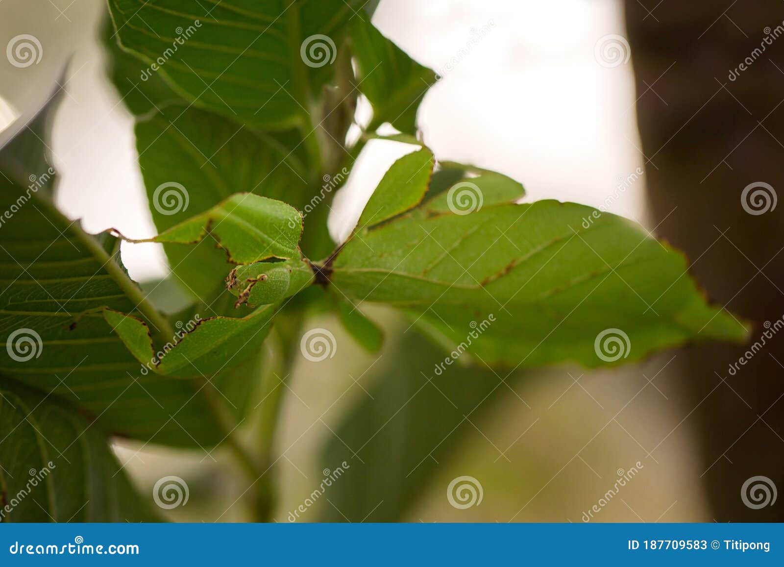 Grasshopper Leaves on a Leafy Background Stock Image - Image of grass ...