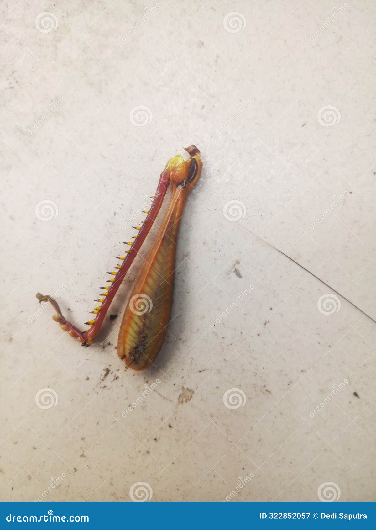 A Grasshopper Leg on a White Floor Stock Image - Image of white ...