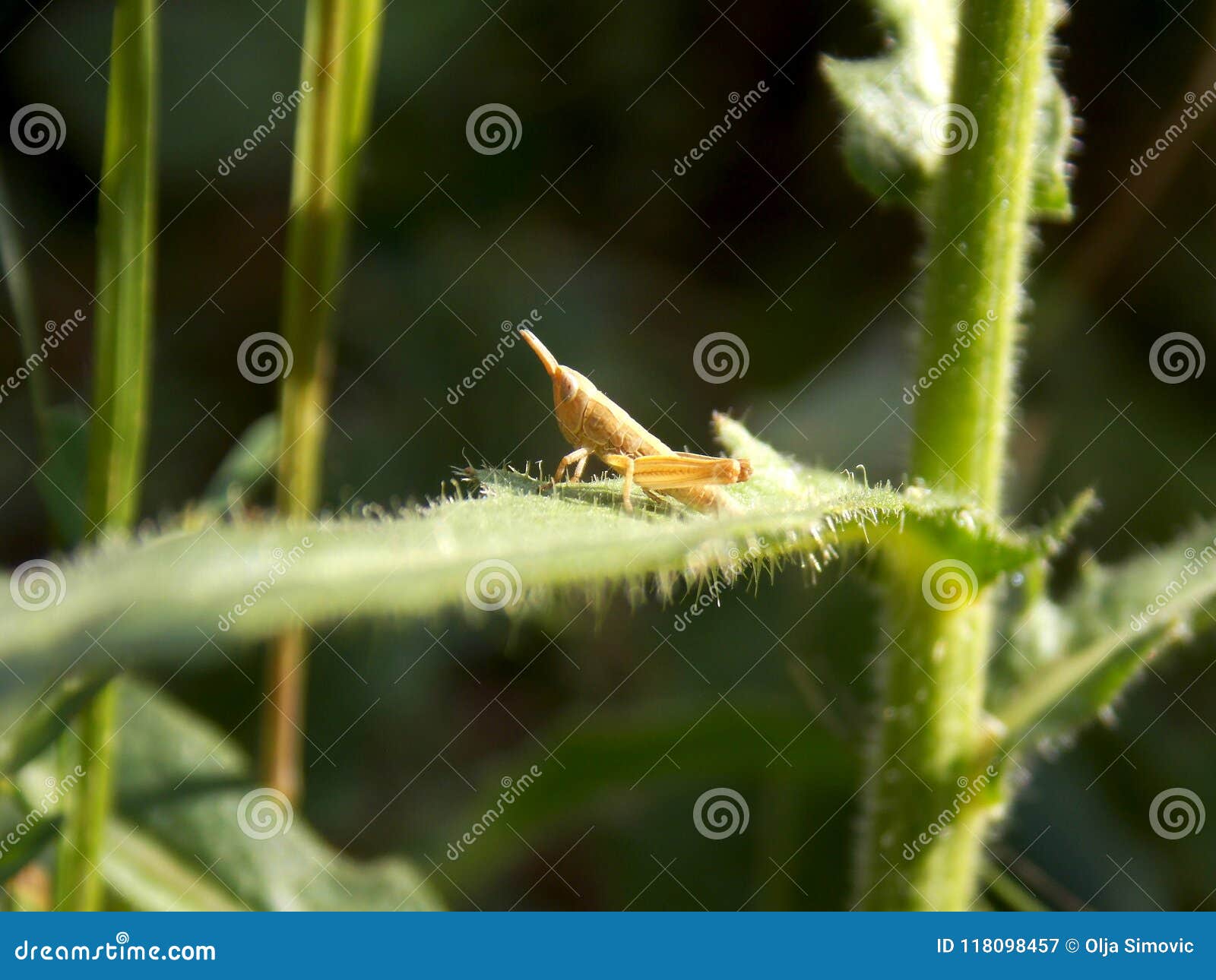Grasshopper on the list stock image. Image of green - 118098457