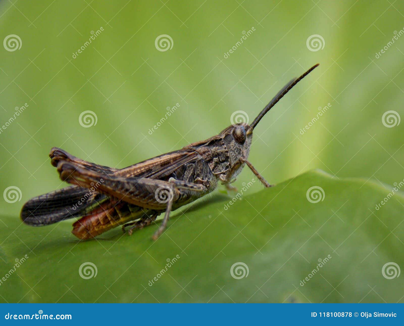 Grasshopper on the list stock photo. Image of nature - 118100878