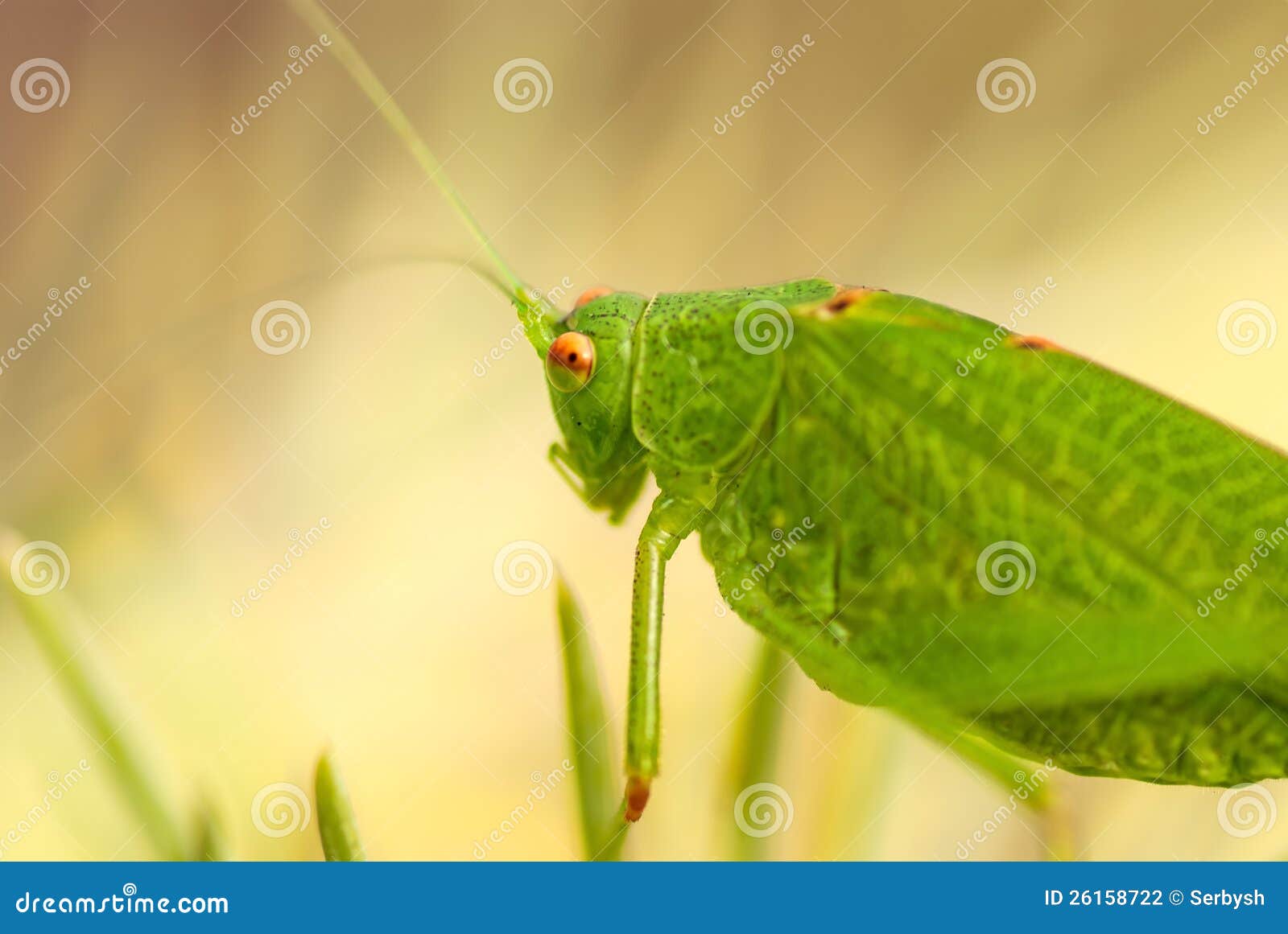 Grasshopper is a List of the Grass Stock Photo - Image of hopper ...
