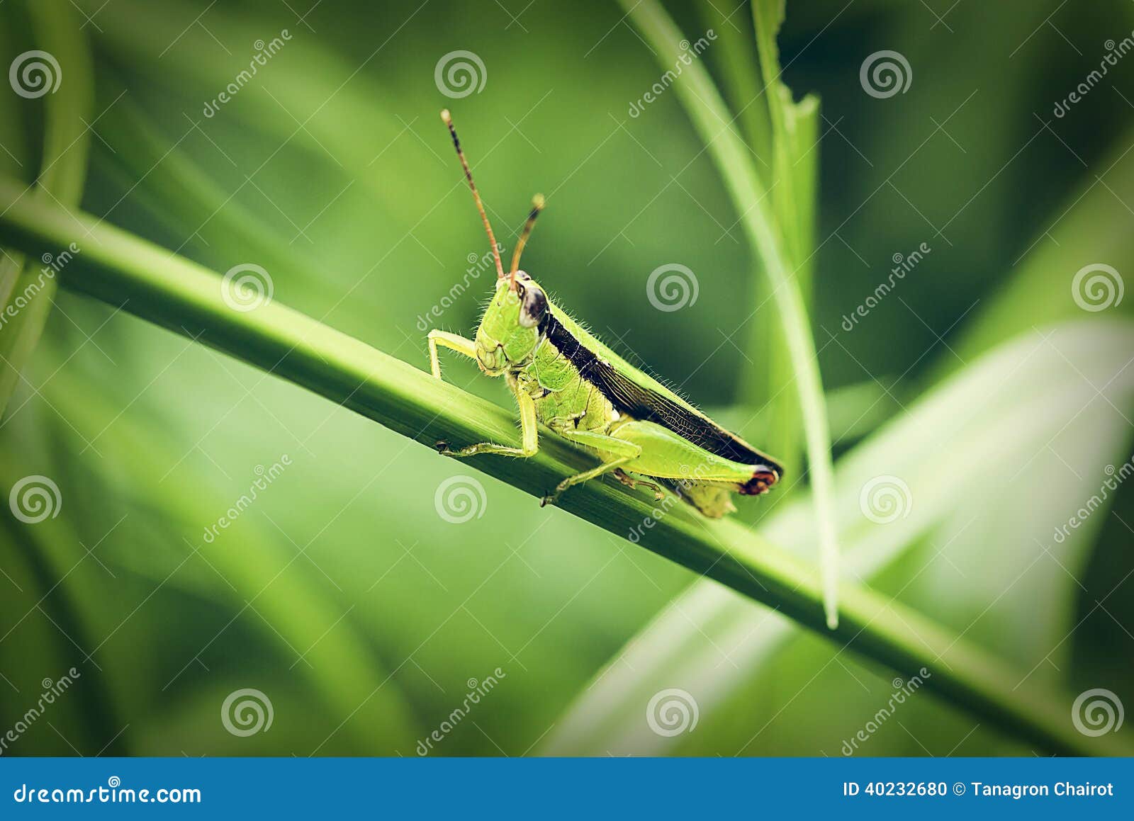 Grasshopper stock photo. Image of green, nature, hopper - 40232680