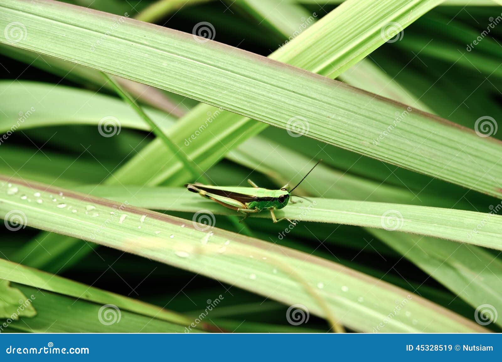 Grasshopper stock image. Image of detail, grasshopper - 45328519