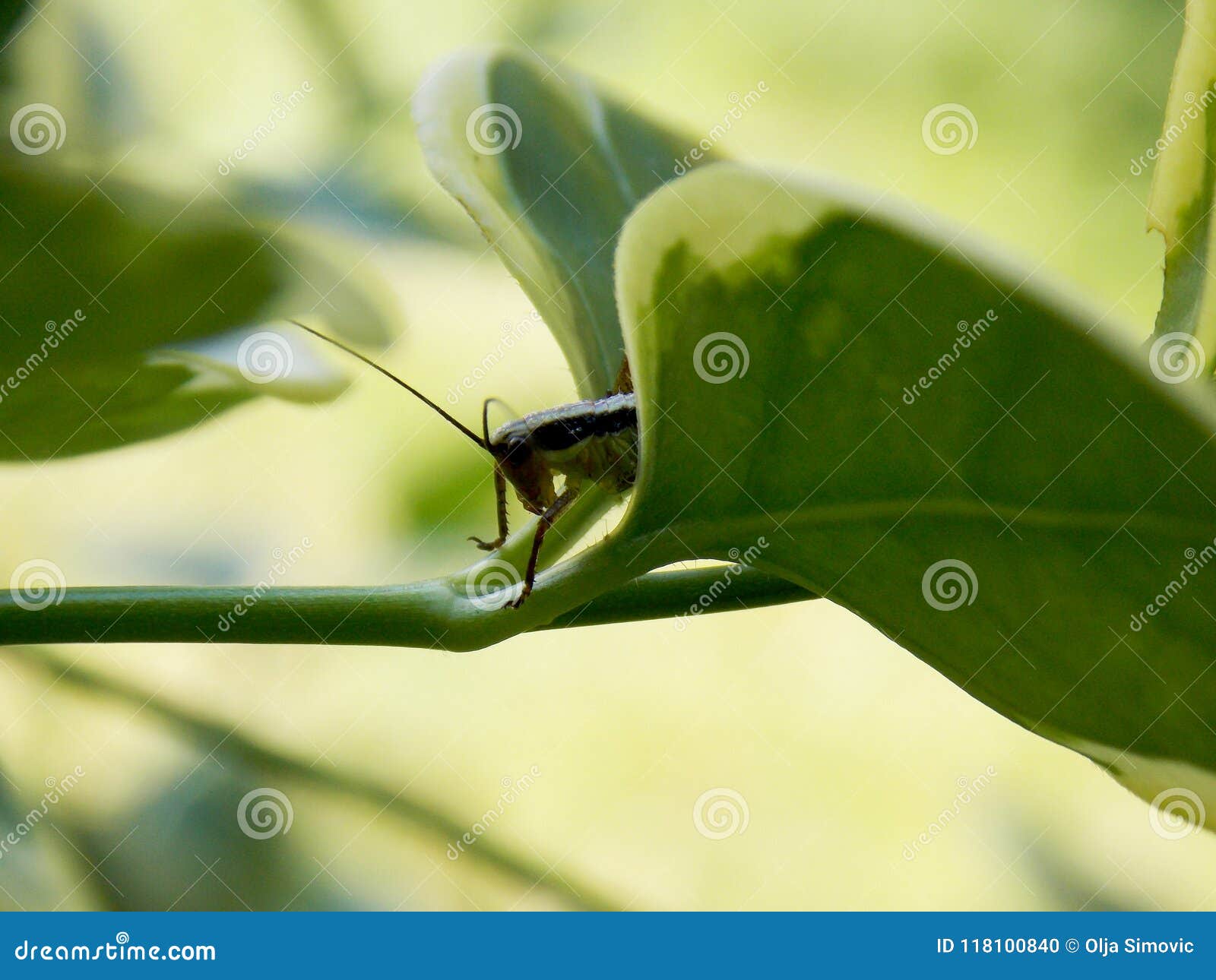 Grasshopper on the list stock photo. Image of grasshopper - 118100840