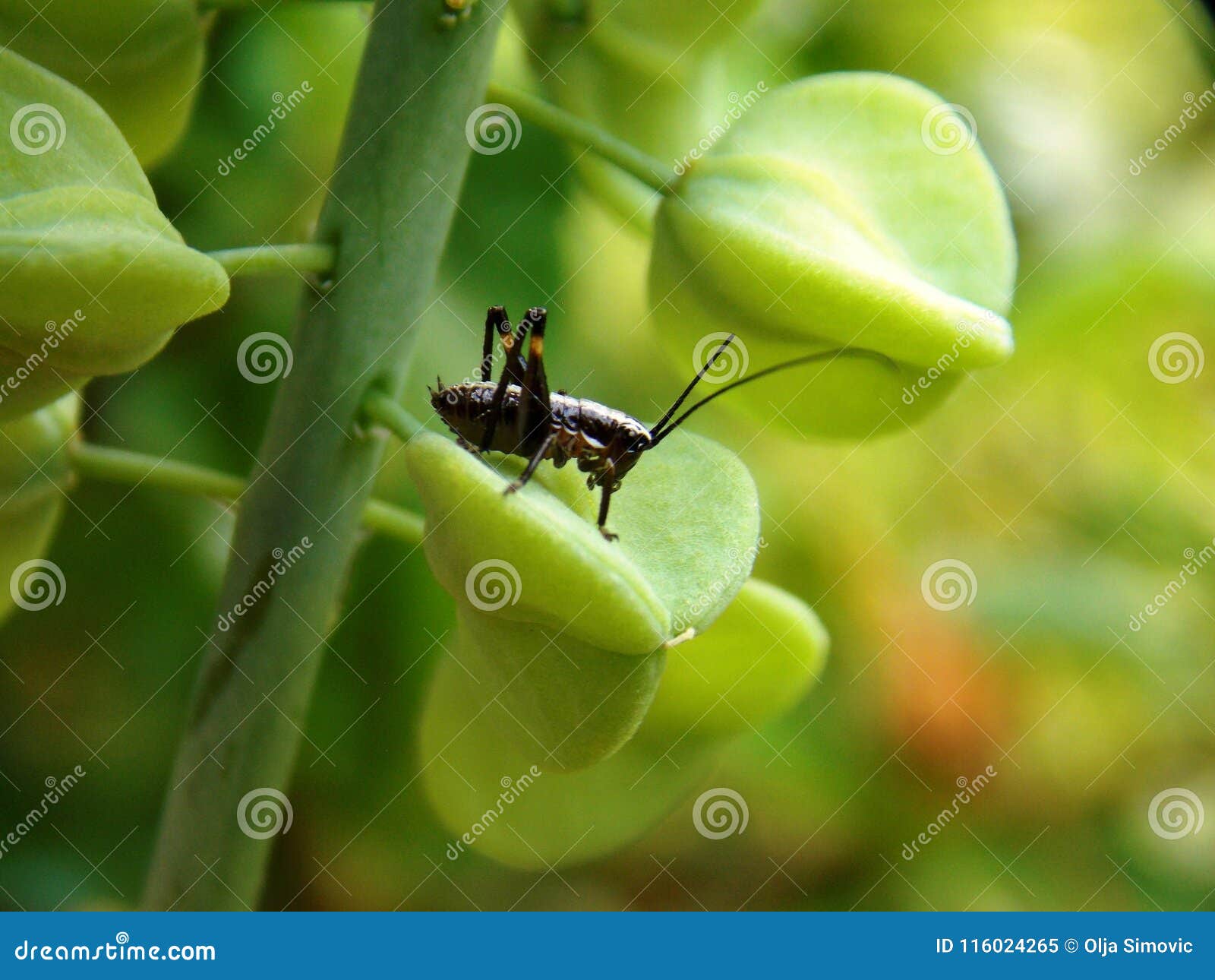 Grasshopper on the list stock image. Image of macro - 116024265