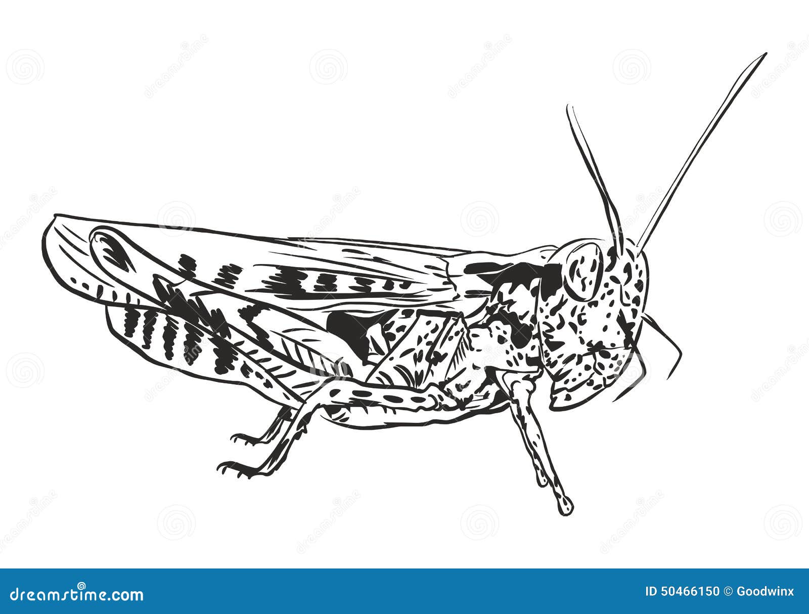 Grasshopper locust stock vector. Illustration of black - 50466150