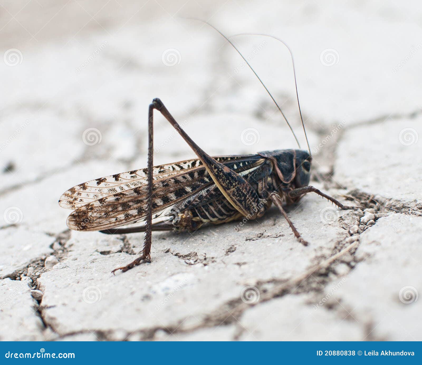 Grasshopper, Locust on Drought Land Stock Photo - Image of arthropod ...