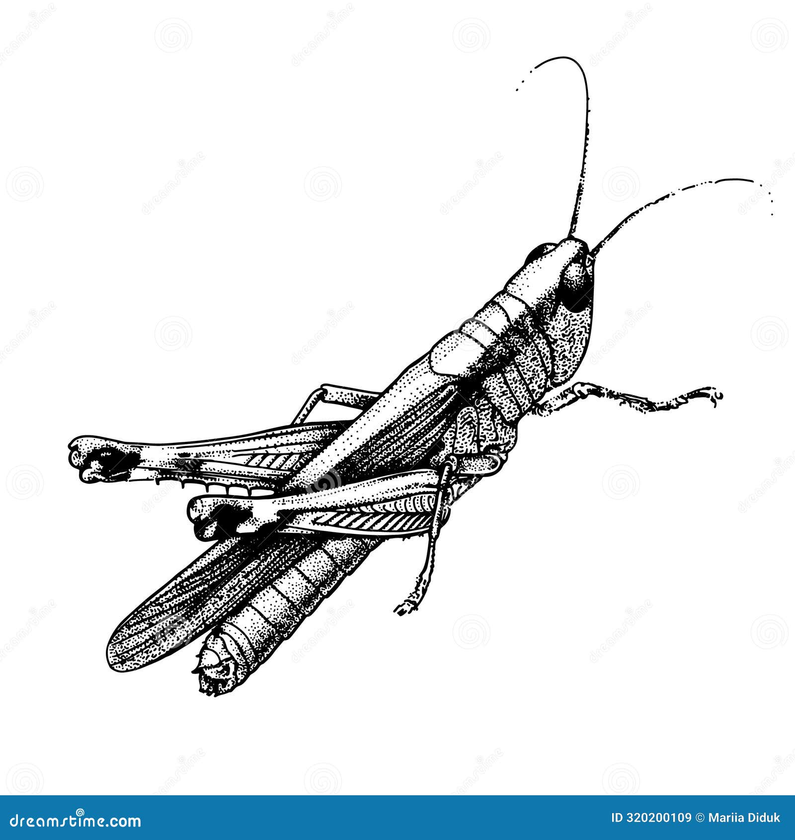 Grasshopper, Locust, Insect, Seamless Pattern. Engraving Vector ...