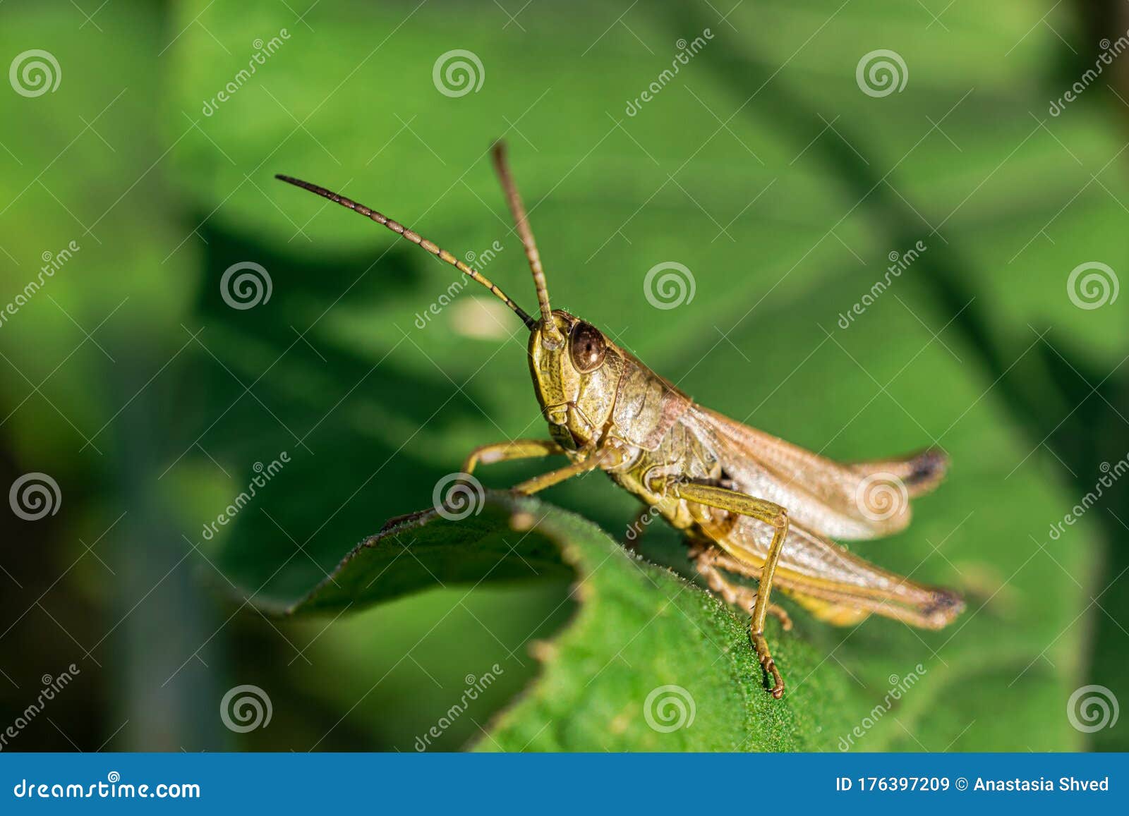 Grasshopper Locust & X28;Bombay Locust& X29; On Green Leaf The Body Is ...