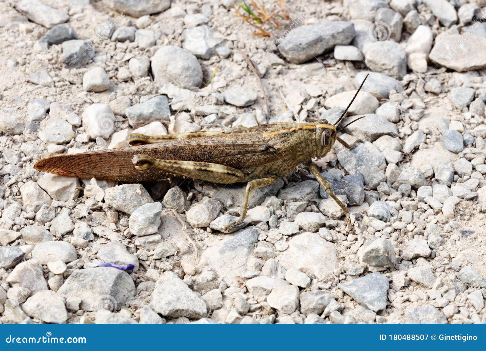 Grasshopper, locust stock image. Image of close, habitat - 180488507